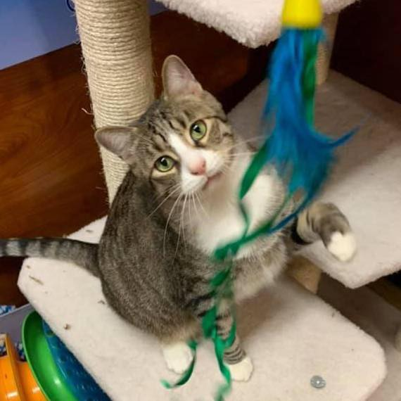 Events - Posh Pets Rescue