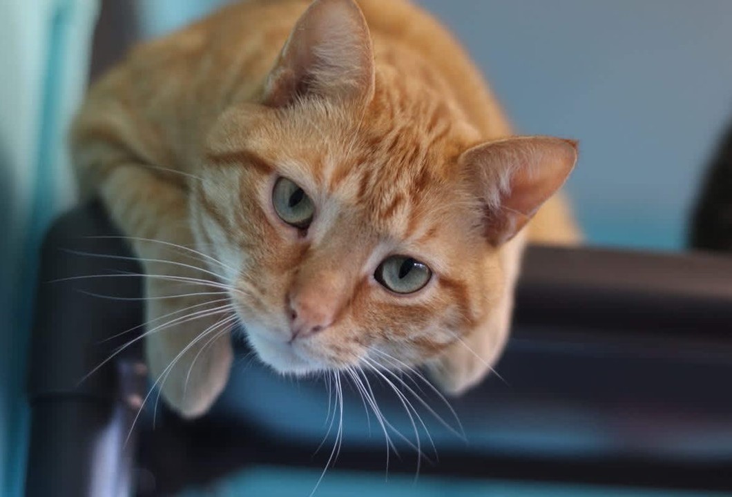 Gary - Posh Pets Rescue
