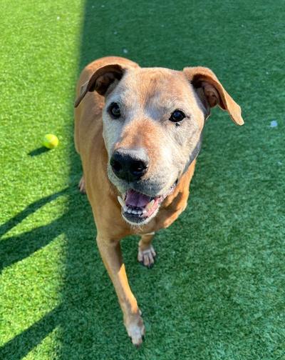 Cooper - Posh Pets Rescue