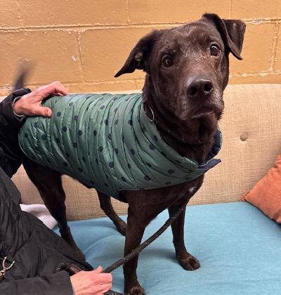 Dash - Posh Pets Rescue