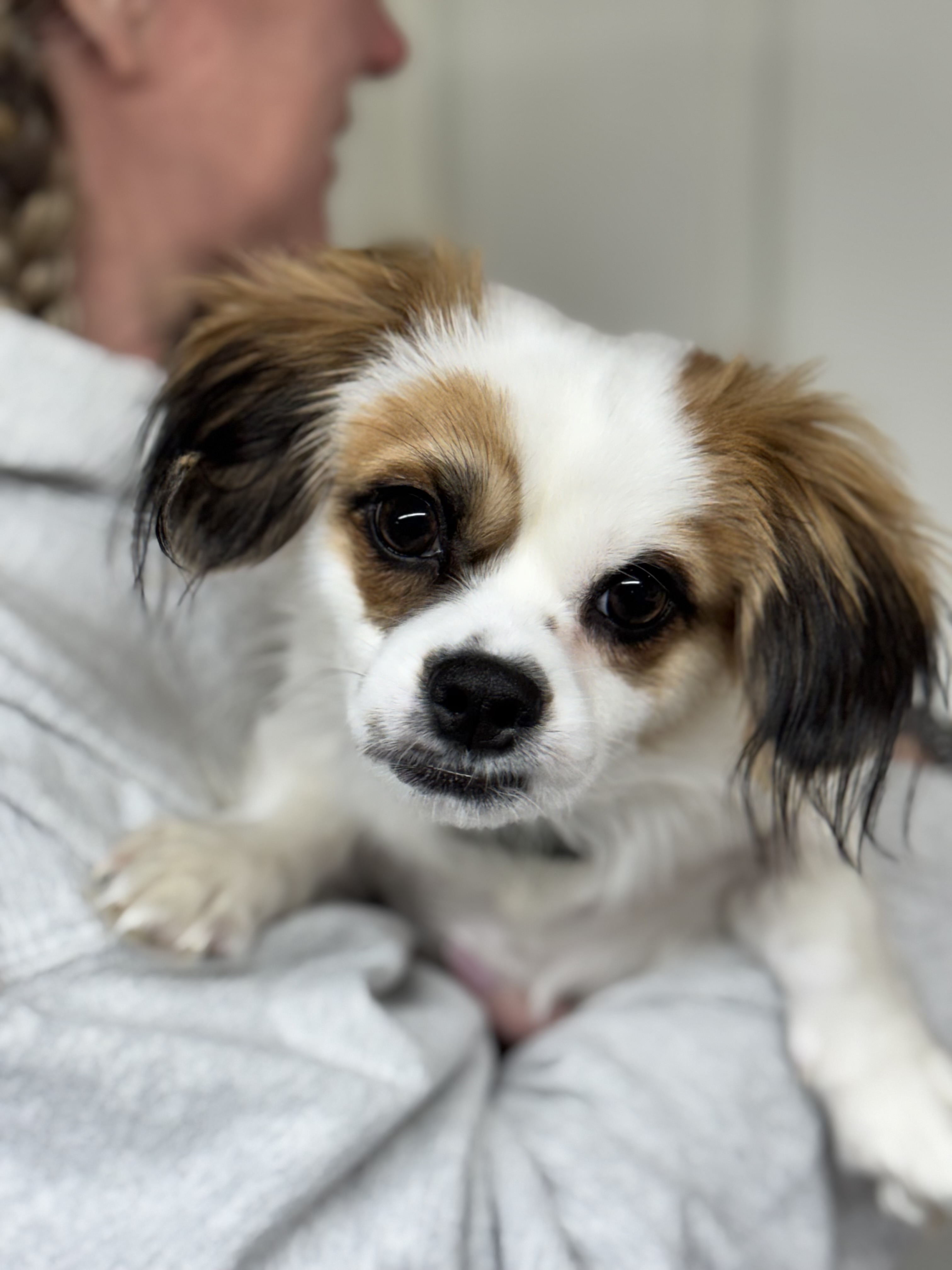 Sally - Posh Pets Rescue