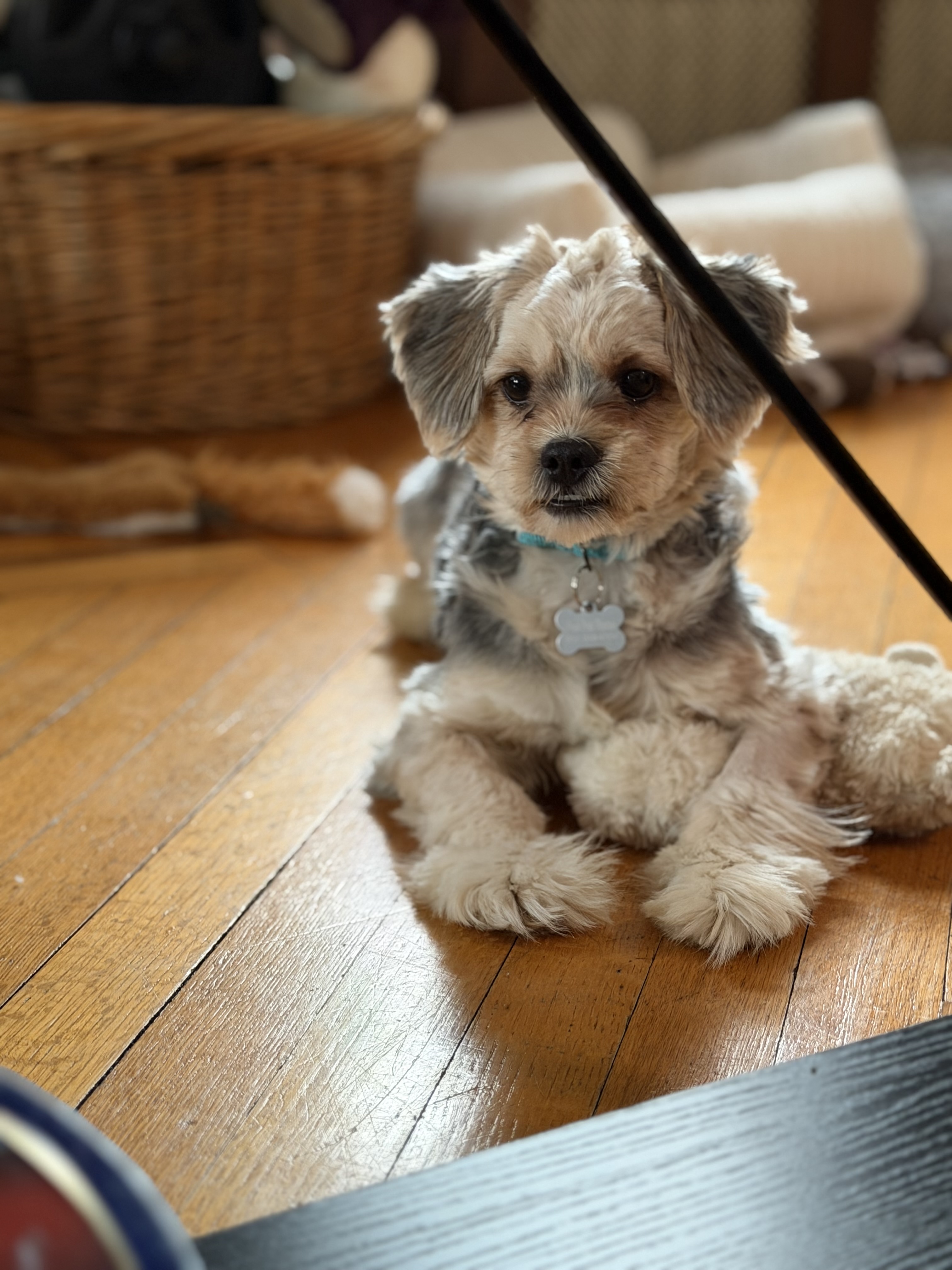 Harry - Posh Pets Rescue